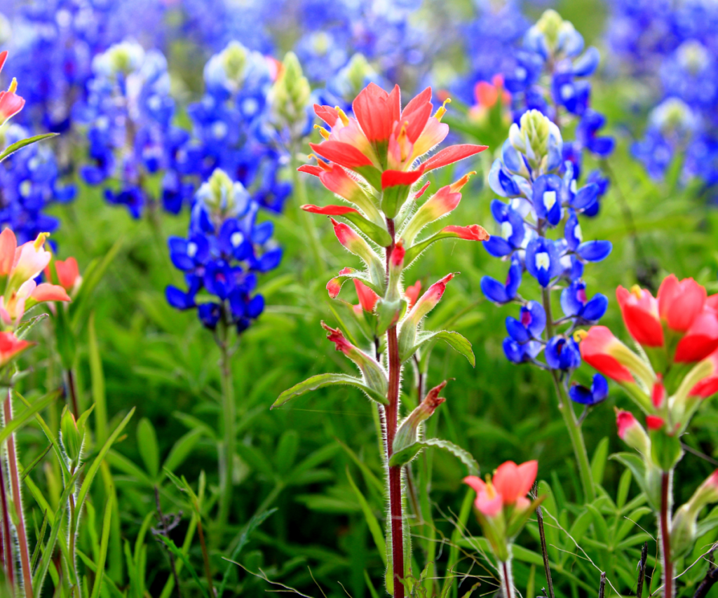 North Texas Spring Flowers Visiting The Hill Country In Texas For