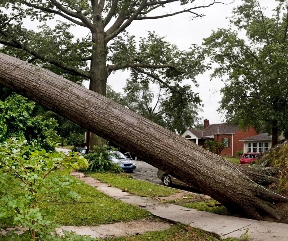 Recovering Your Landscaping After Devastating Storms in North Texas ...