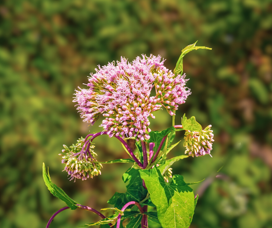 Treat Your Lawn With a Pre-Emergent Weed Killer Before Spring ...